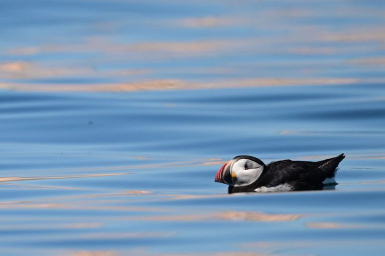 Everything You Need To Know About Seeing Puffins In Maine