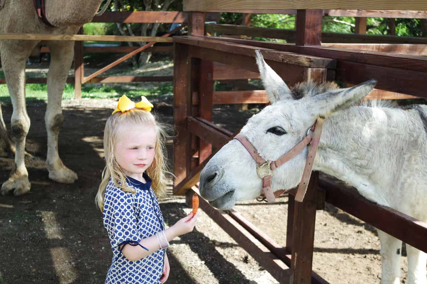 Why You Should Book a Dolphin Excursion at Beaches Negril - Ever After ...